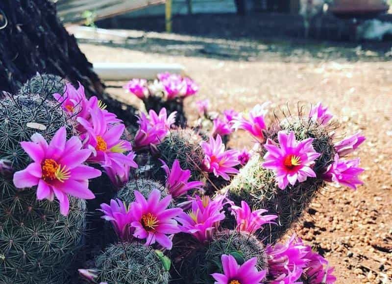 Utopías y ciencia conductual: el caso de la comunidad Los Horcones ...