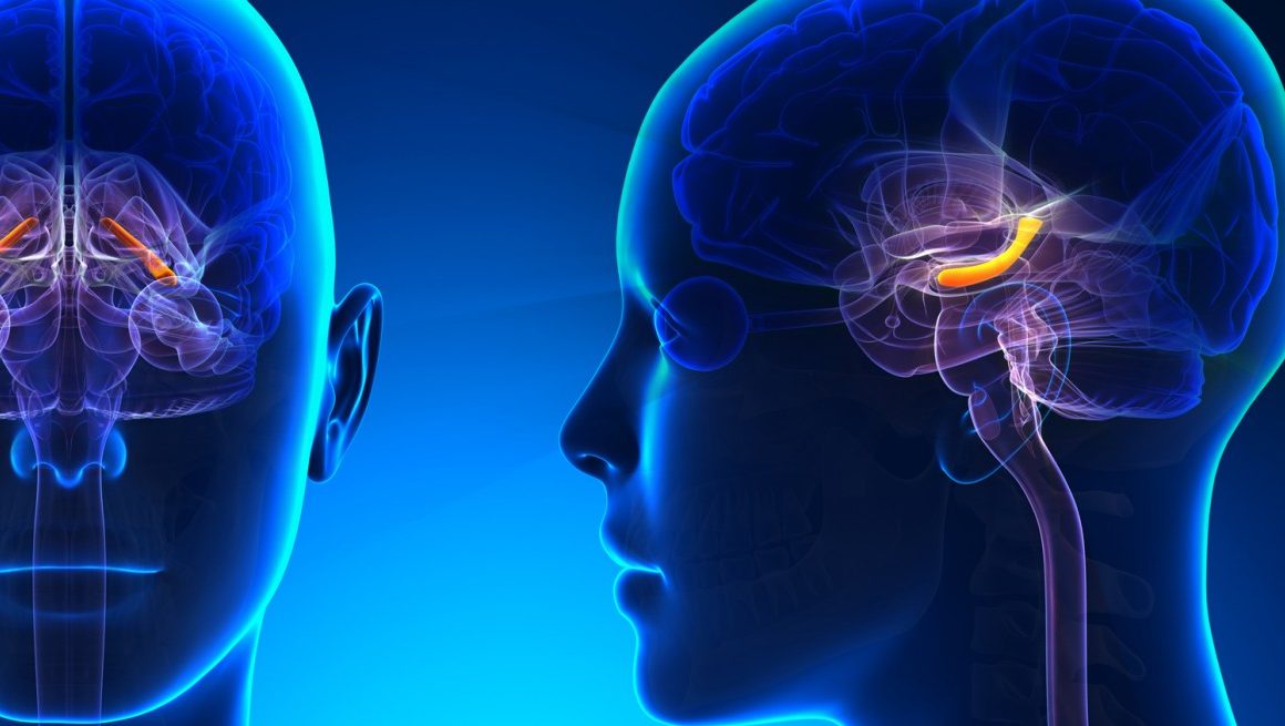 El hipocampo: qué es, anatomía y funciones | Psyciencia