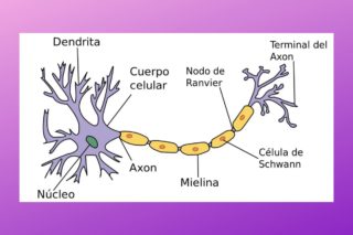 Neurona: qué es y cuáles son sus partes | Psyciencia